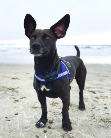 Lab Hound Mix: Breed Information, Pictures, Traits & Facts