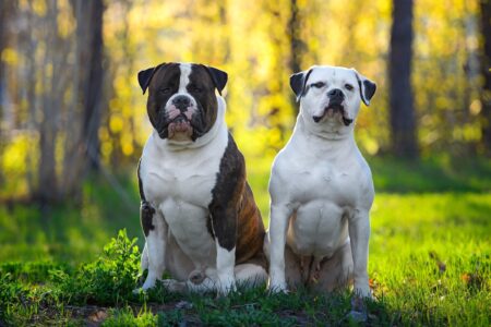 16 American Bulldog Colors & Markings (With Pictures)