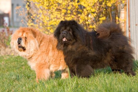 13 Chow Chow Colors, Markings & Patterns (With Pictures)