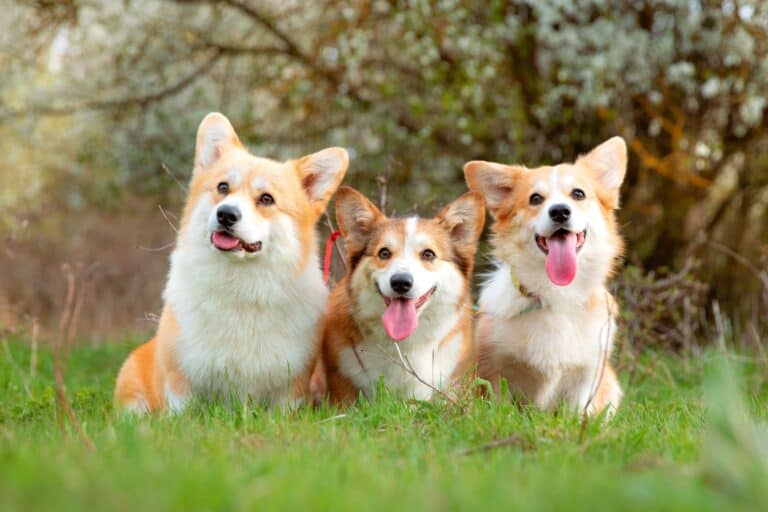 16 Corgi Colors and Markings (With Pictures)