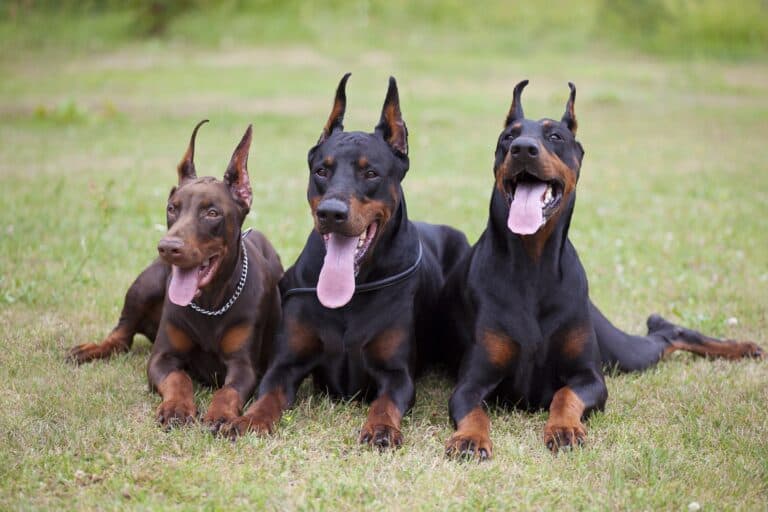 9 Doberman Colors With Pictures (Common & Rare Colors)
