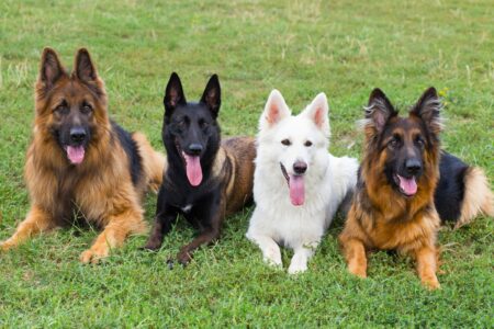 21 German Shepherd Colors & Markings (With Pictures!)