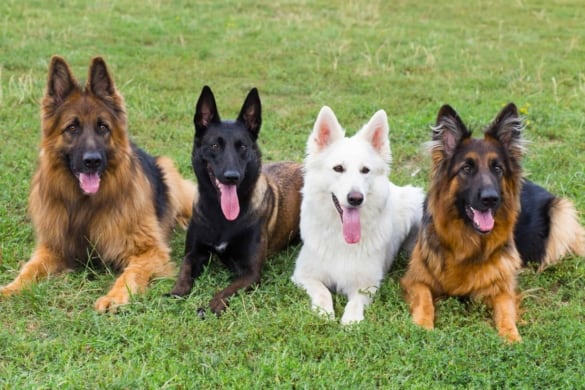 20 Pug Colors Explained (With Pictures!) - Happy Dog Breeds