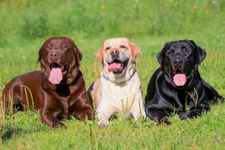 13 Labrador Retriever Colors & Patterns (With Pictures!)