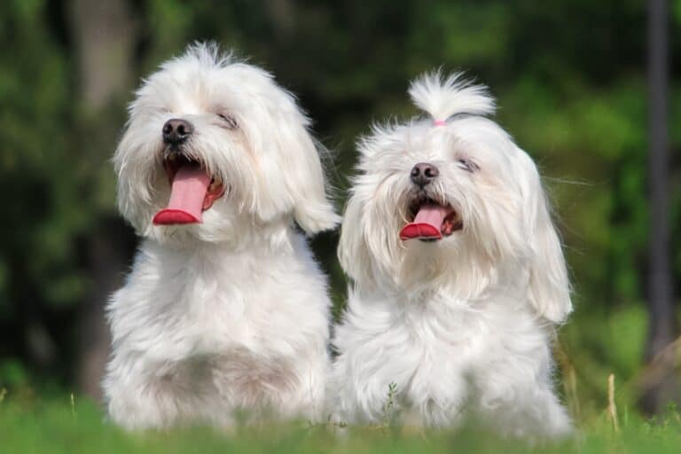 6 Maltese Colors and Markings (With Pictures)