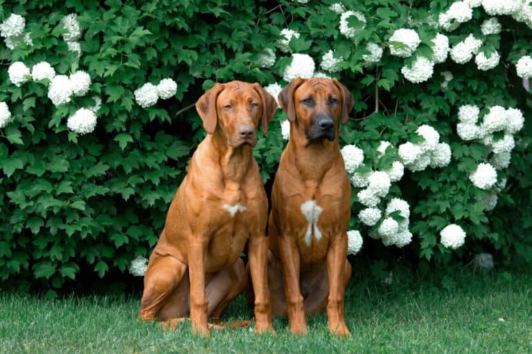 13 Rhodesian Ridgeback Colors & Markings (With Pictures)