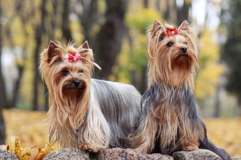 Yorkie Colors: 8 Coat Color Variations Explained (With Photos)