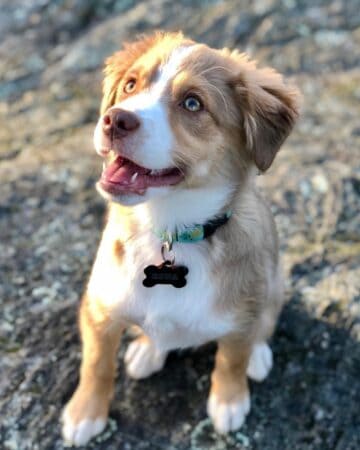 16 Australian Shepherd Colors & Patterns (With Pictures)
