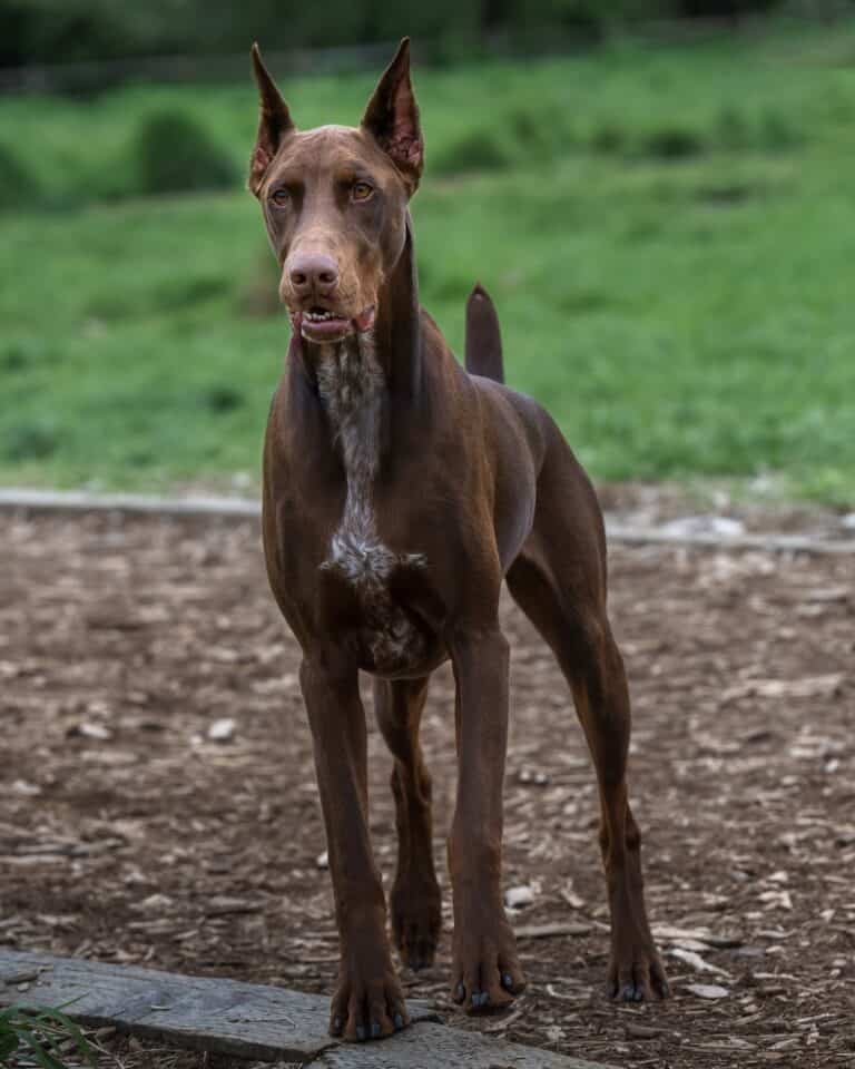 20 Best Tall Skinny Dog Breeds (With Pictures)