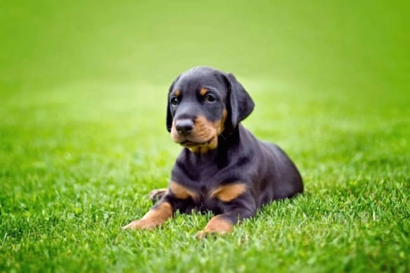 10 Best Doberman Breeders (2026 Updated)
