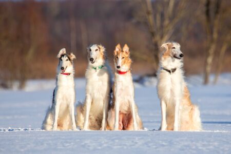 18 Long Nose Dog Breeds With Lovable Snouts (With Photos)