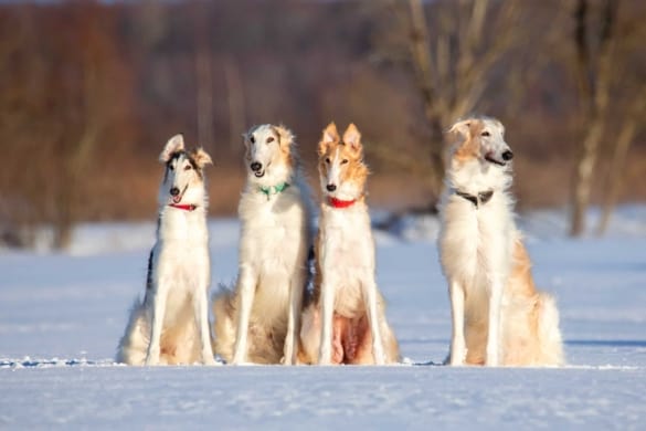 Silver Pug: Info, Genetics, Traits & Facts (With Pictures)