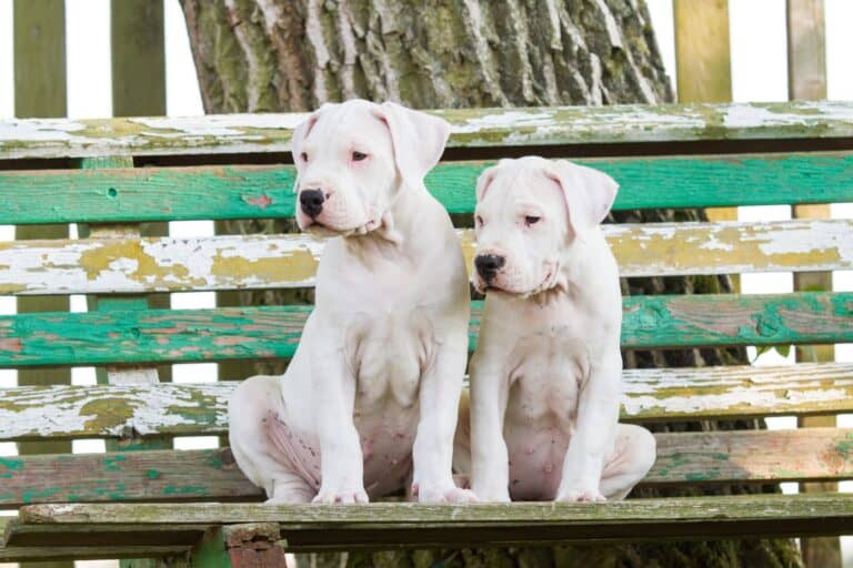 10 Best Dogo Argentino Breeders (2025 Updated)