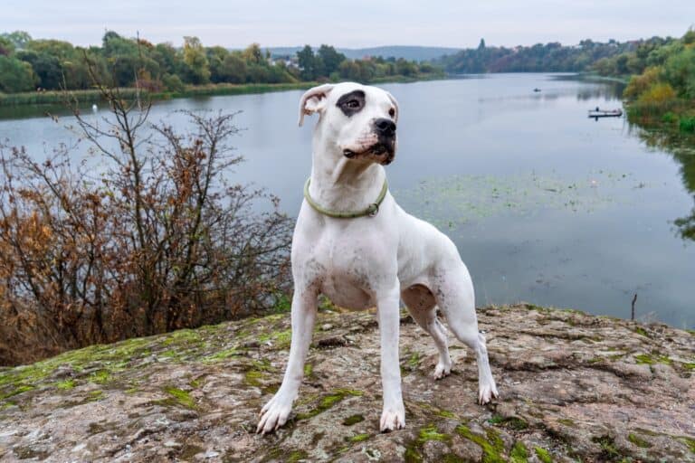 10 Best Dogo Argentino Breeders (2025 Updated)