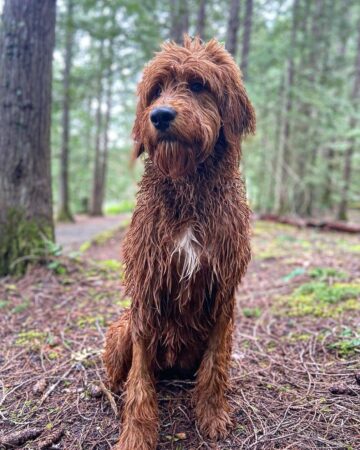 Double Doodle | Breed Information, Pictures, Traits & Facts