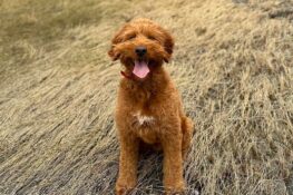 Double Doodle | Breed Information, Pictures, Traits & Facts