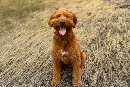 Double Doodle | Breed Information, Pictures, Traits & Facts