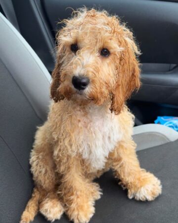 Double Doodle | Breed Information, Pictures, Traits & Facts