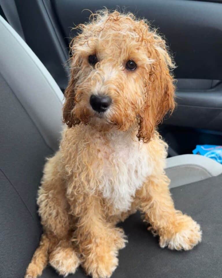 Double Doodle | Breed Information, Pictures, Traits & Facts