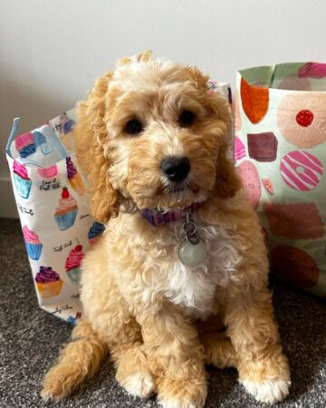 Double Doodle | Breed Information, Pictures, Traits & Facts