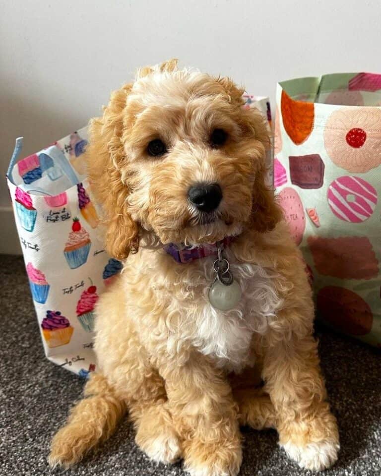 Double Doodle | Breed Information, Pictures, Traits & Facts