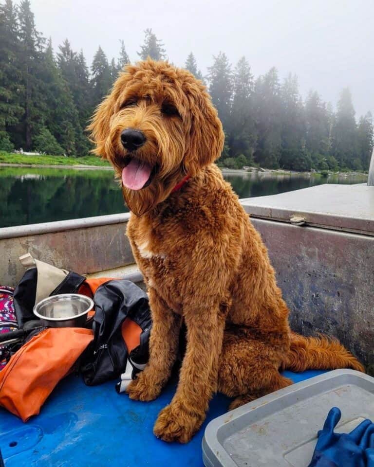 Double Doodle | Breed Information, Pictures, Traits & Facts