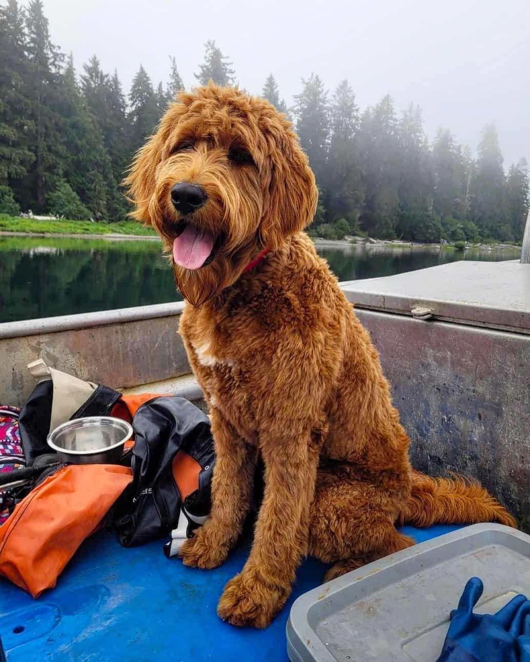 Double Doodle | Breed Information, Pictures, Traits & Facts