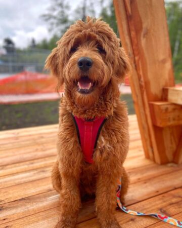 Double Doodle | Breed Information, Pictures, Traits & Facts