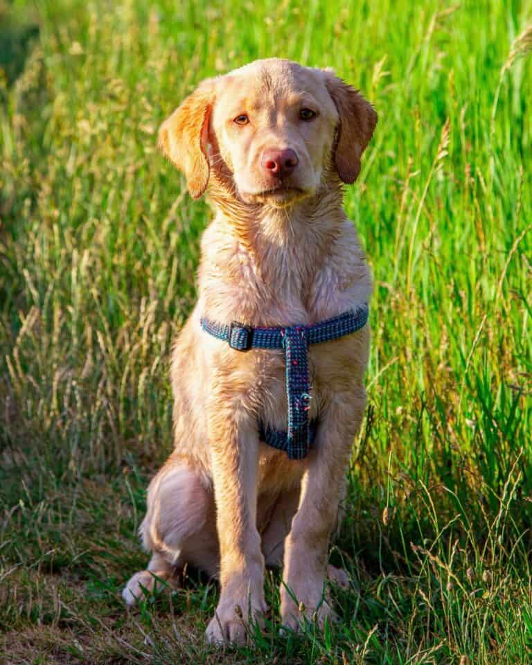 13 Labrador Retriever Colors & Patterns (With Pictures!)