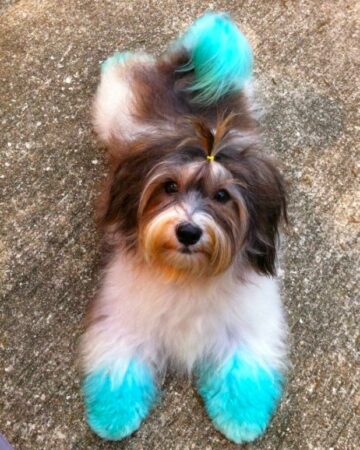31 Best Havanese Haircuts With Pictures! (2025 Updated)