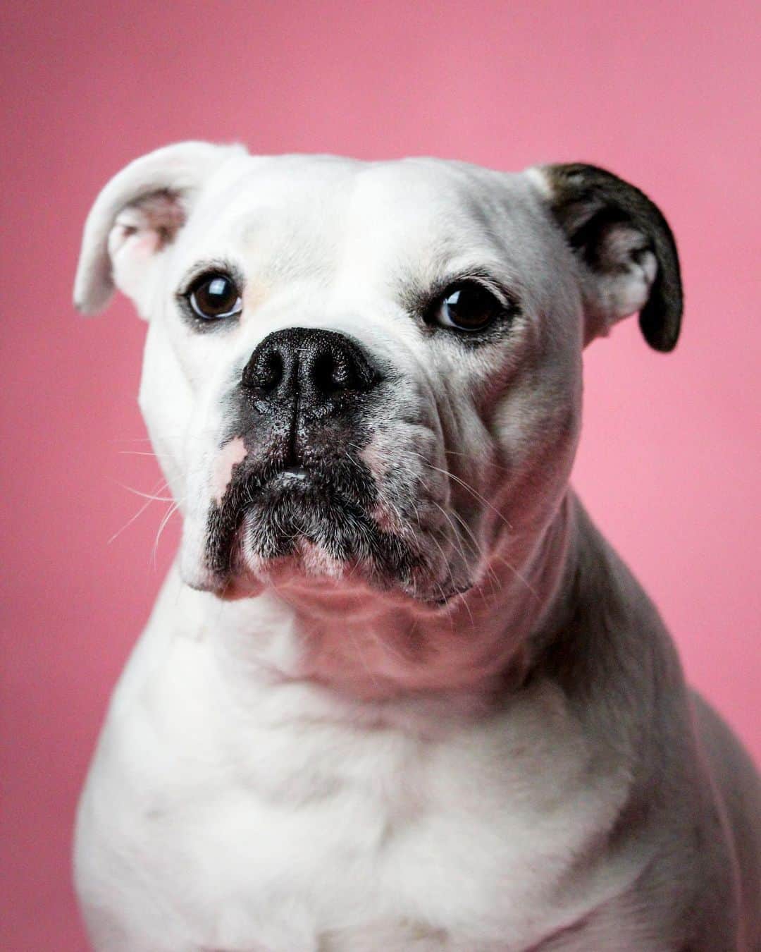 English Bulldog Terrier | Mixed Breed Info, Pictures & Facts