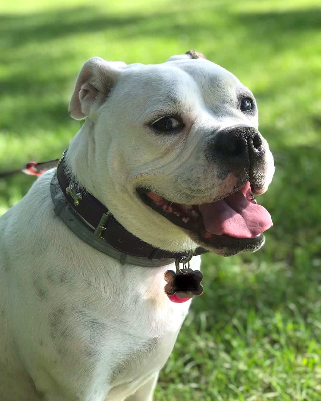 English Bulldog Terrier | Mixed Breed Info, Pictures & Facts