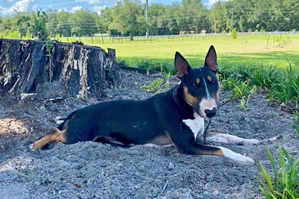 German Shepherd Pointer Mix: Info, Pictures, Traits & Facts