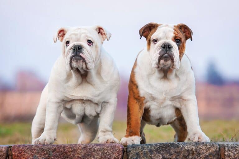 18 English Bulldog Colors & Markings (With Pictures)