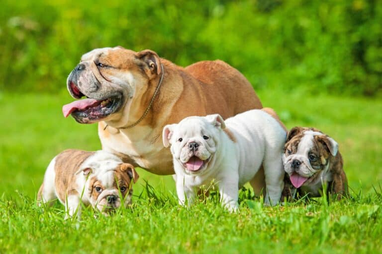 18 English Bulldog Colors & Markings (With Pictures)