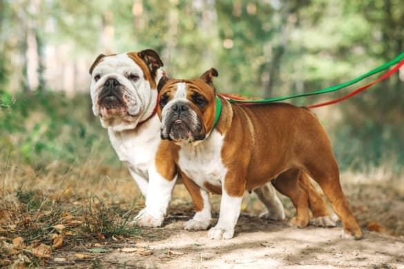 18 English Bulldog Colors & Markings (With Pictures)