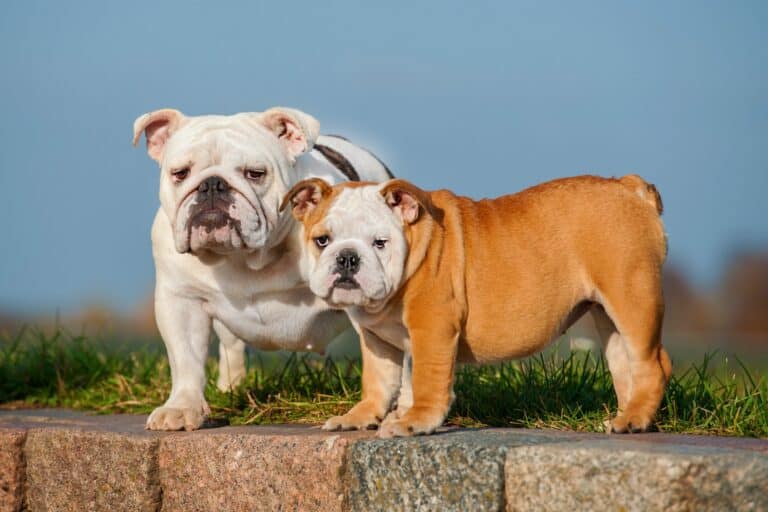 18 English Bulldog Colors & Markings (With Pictures)
