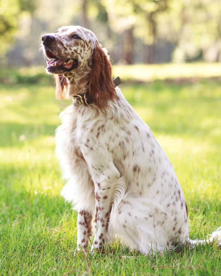 20 Best Tall Skinny Dog Breeds (With Pictures)