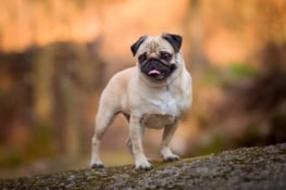 10 Best Pug Breeders (2025 Updated) - Happy Dog Breeds
