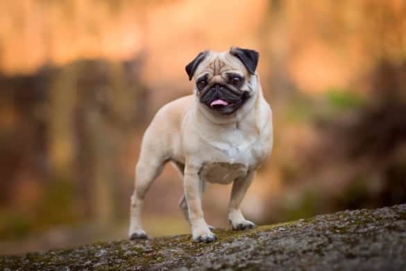 10 Best Pug Breeders (2025 Updated) - Happy Dog Breeds