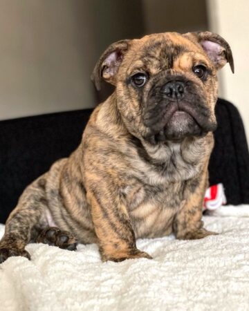 18 English Bulldog Colors & Markings (With Pictures)