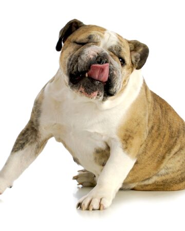 18 English Bulldog Colors & Markings (With Pictures)