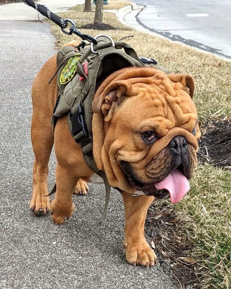 18 English Bulldog Colors & Markings (With Pictures)