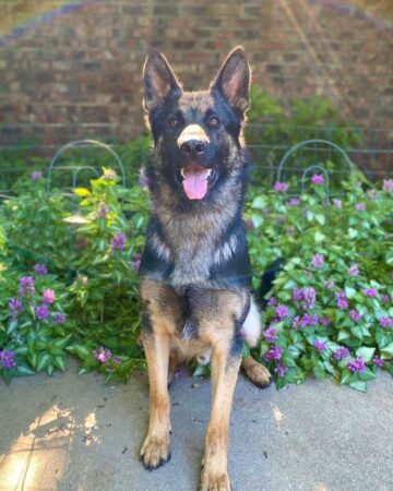 12 Belgian Malinois Colors & Markings (With Pictures)