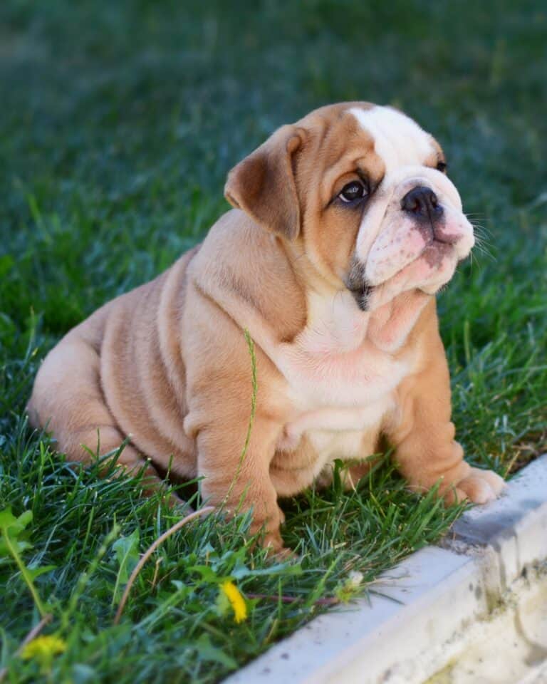 18 English Bulldog Colors & Markings (With Pictures)