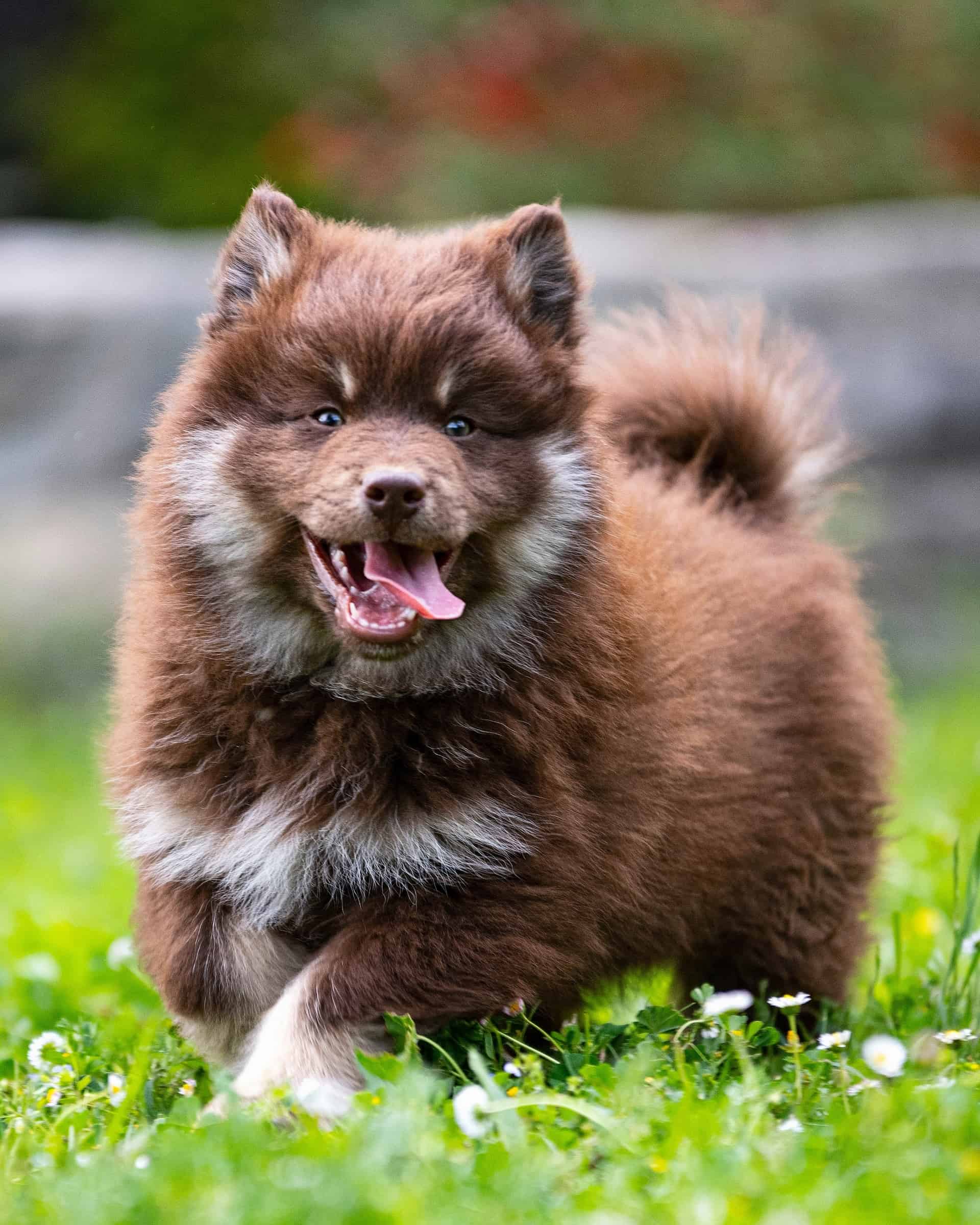 30 Dogs That Look Like Huskies (With Pictures)