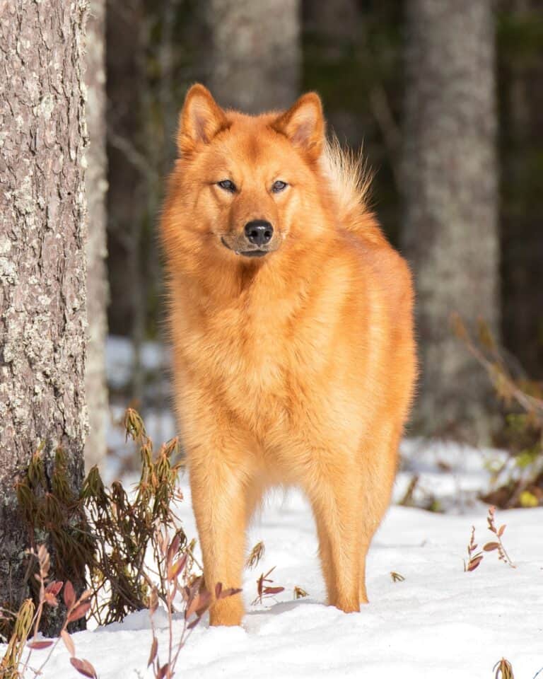 30 Dogs That Look Like Huskies (With Pictures)