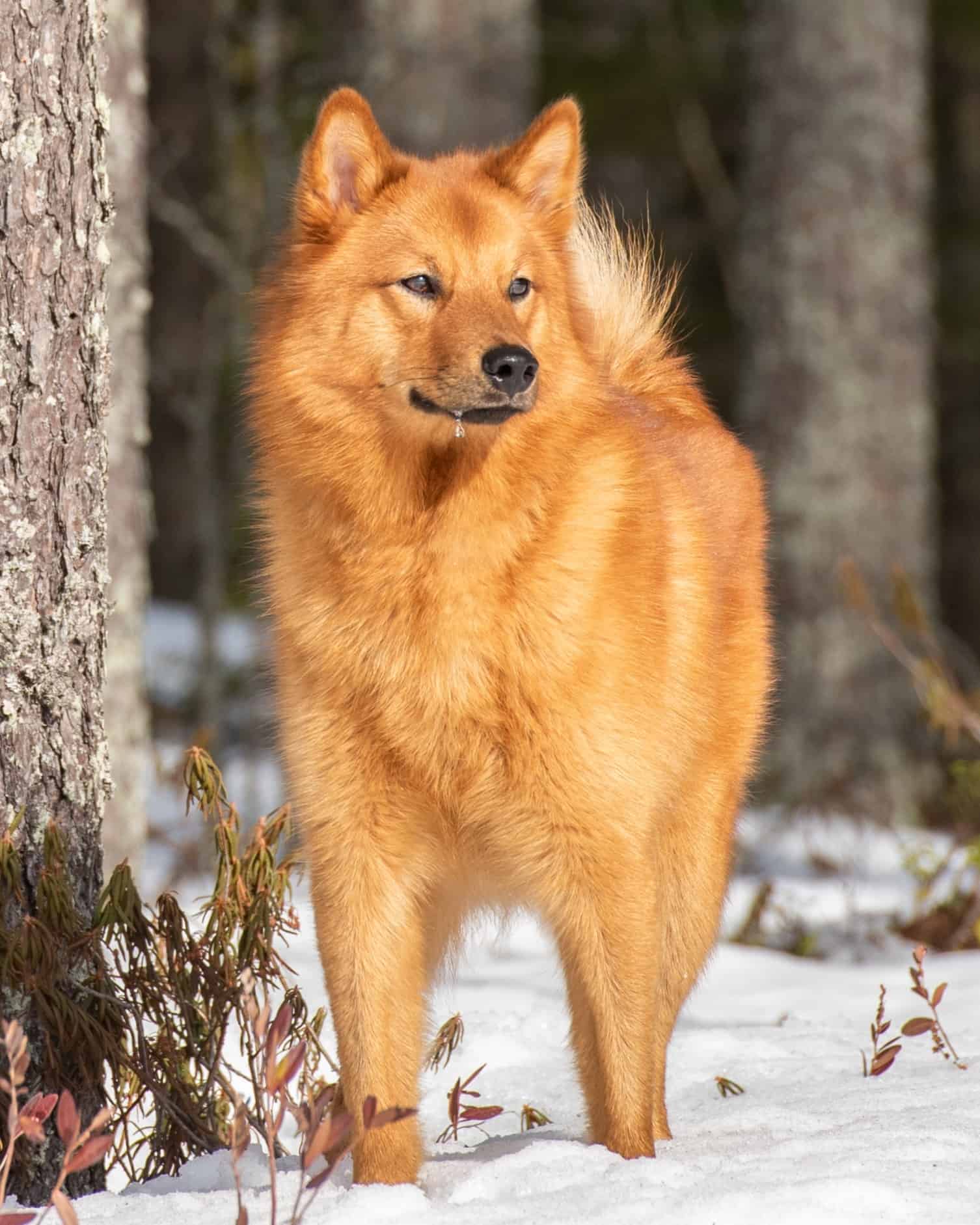 35 Adorable Dog Breeds With Pointy Ears (With Pictures)