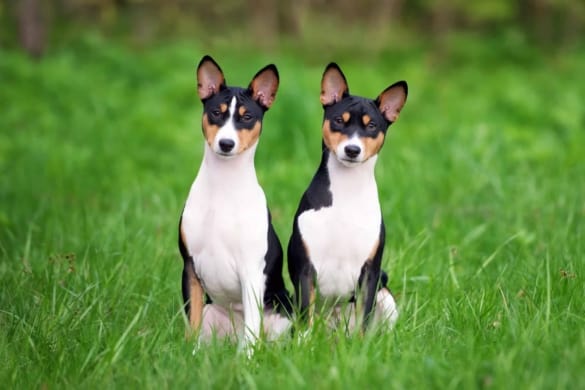 How Much Does a Basenji Cost? (2025 Updated)