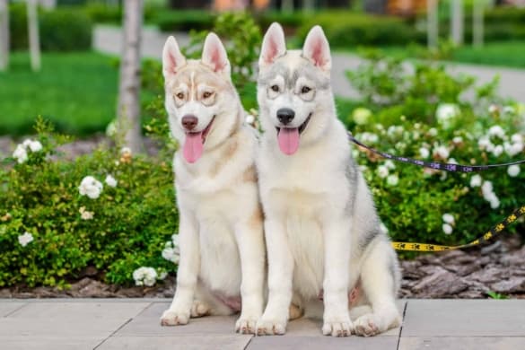 How Much Does a Husky Cost? (2025 Updated)